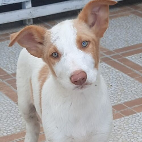 Unsere Hunde - Vivalahund