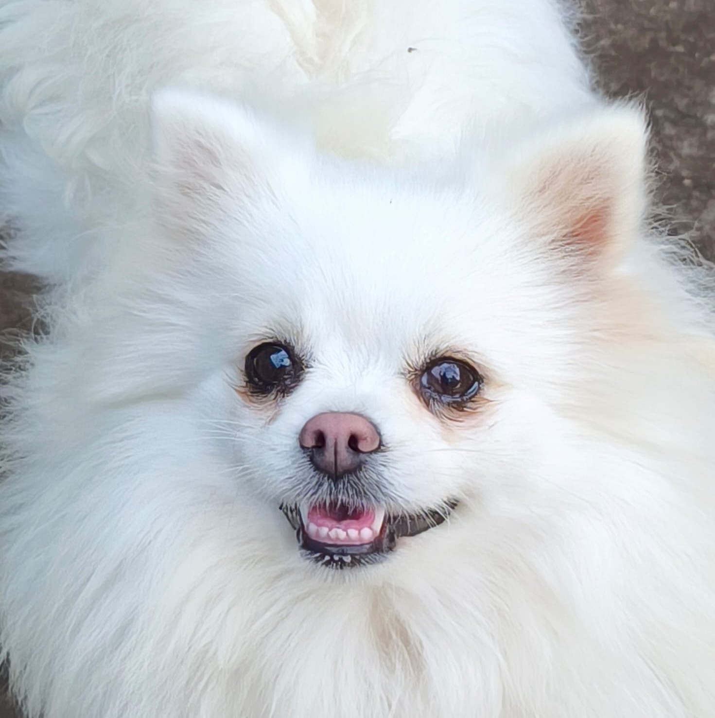 Unser Hund - Vivalahund