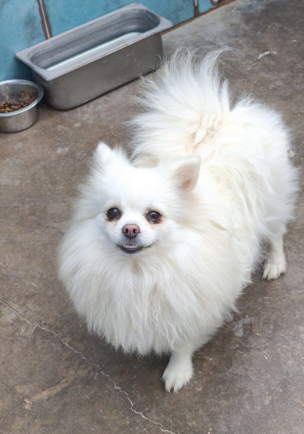 Unser Hund - Vivalahund