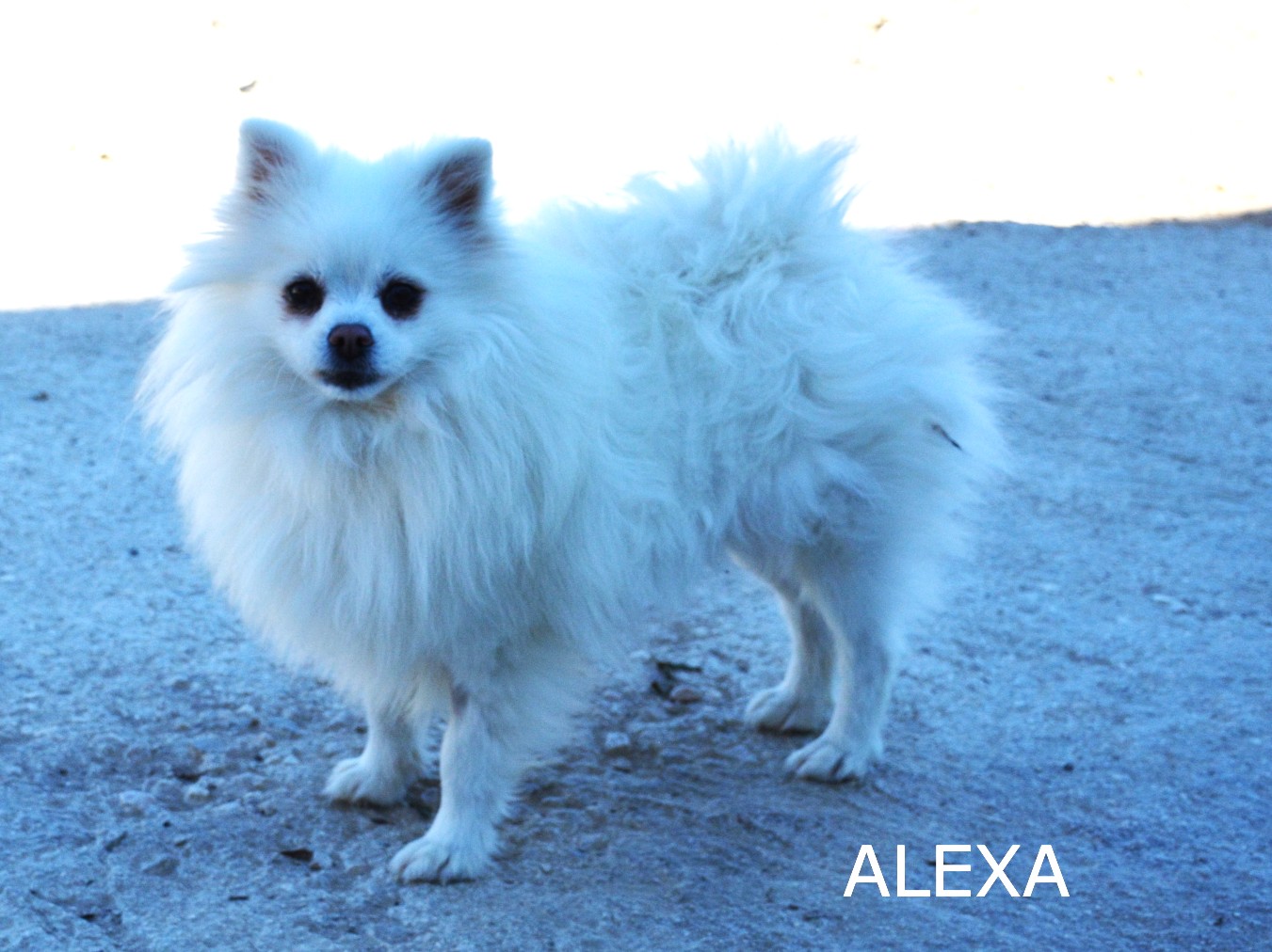 Unser Hund - Vivalahund