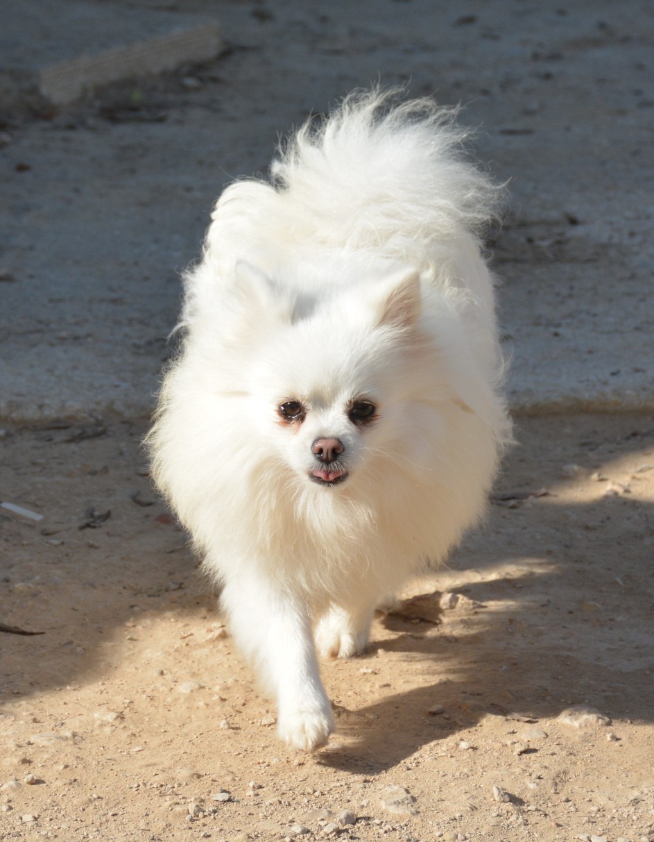 Unser Hund - Vivalahund