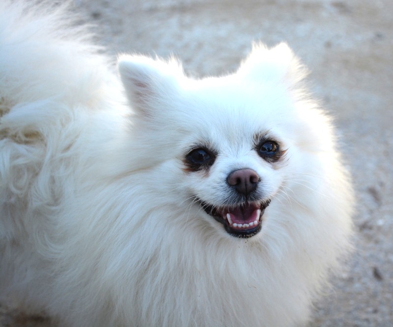 Unser Hund - Vivalahund